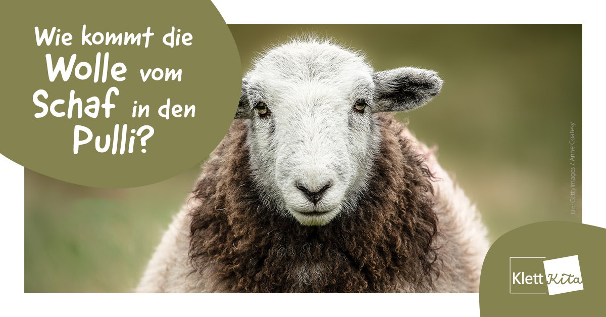 Wie kommt die Wolle vom Schaf in den Pulli? – Wieso, weshalb, warum ...